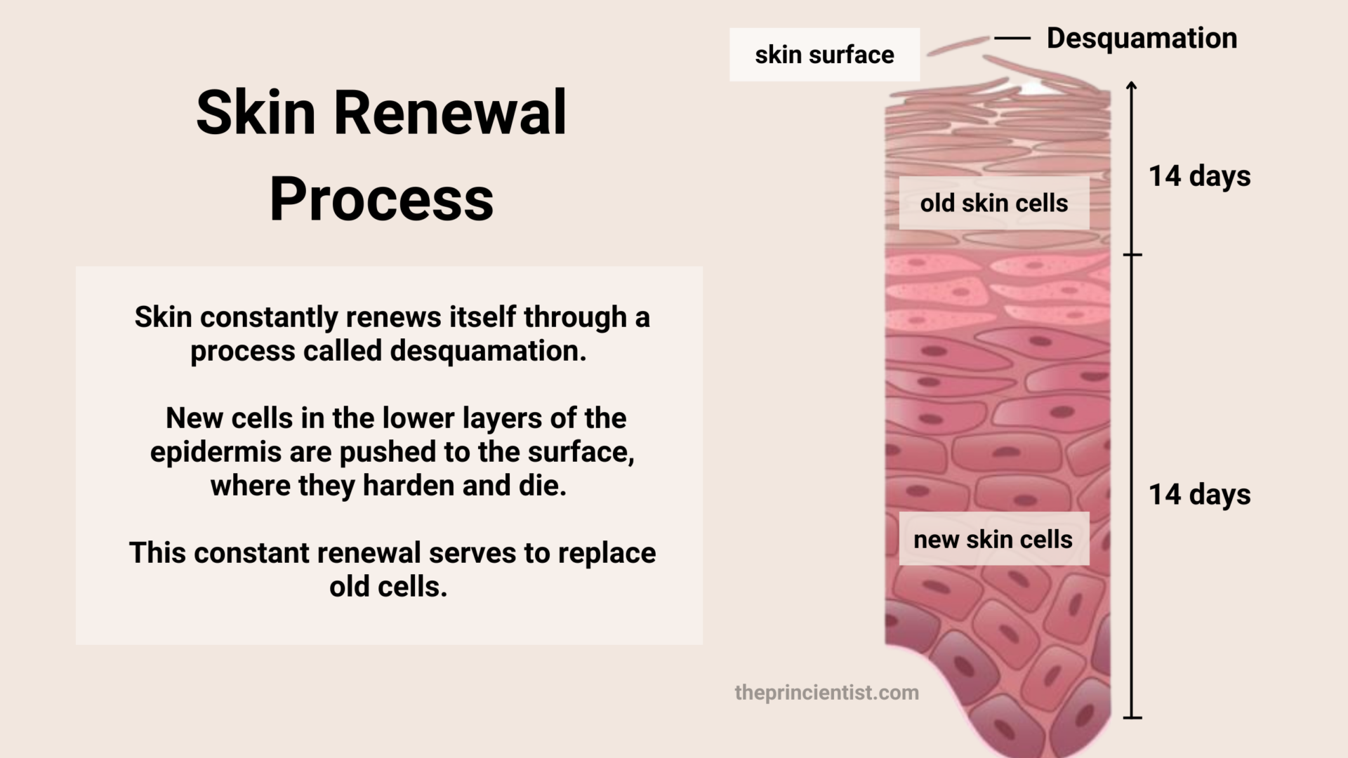 What is Skin? All You Need To Know - The Princientist
